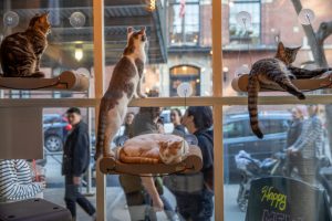 8 Cat Cafes In Europe That You Can't Miss - South Tours